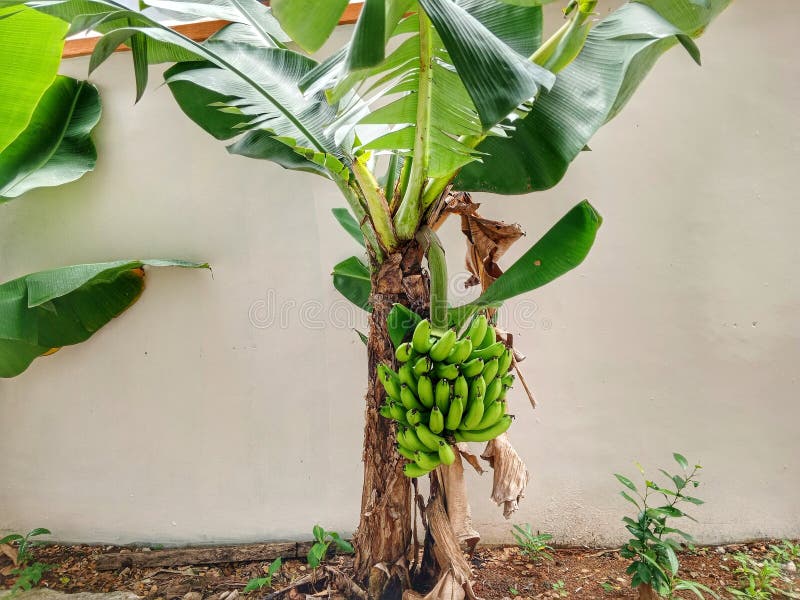 A Short Banana Tree that Growing Very Good in a Small Garden Stock ...