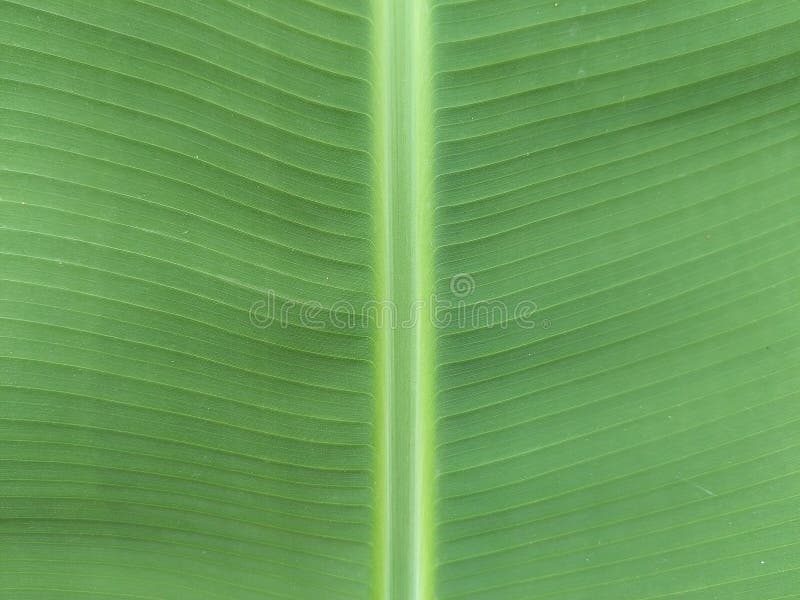 Short banana tree leaves stock image. Image of tree - 388574113