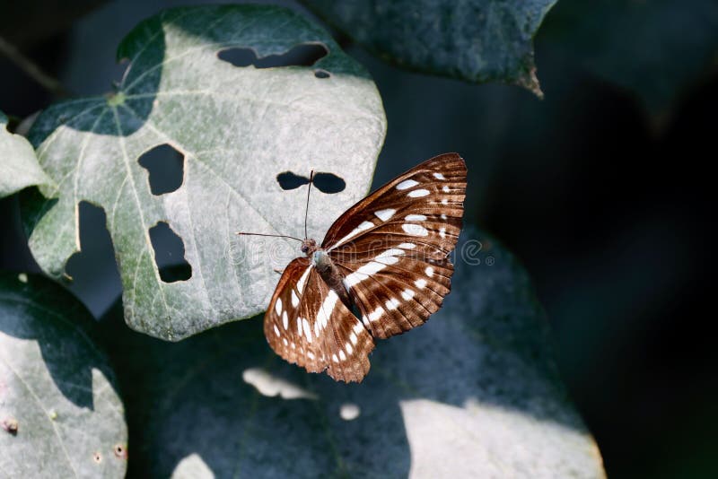 Short Banded Sailer Butterfly on a Leaf during a Sunny Day Stock Photo ...