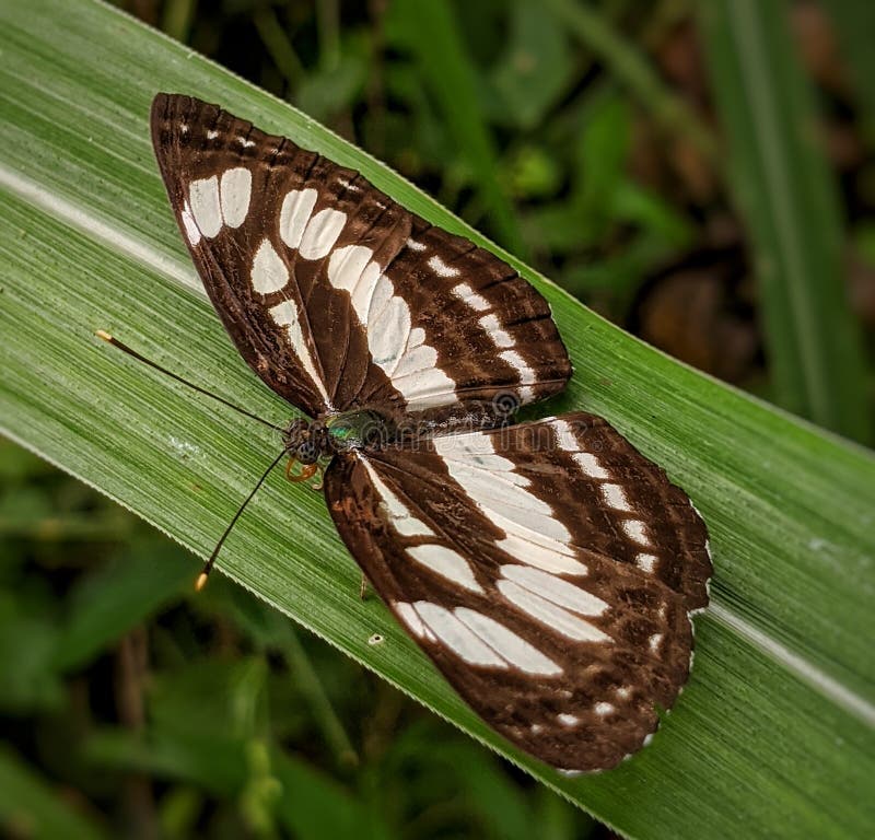 Short Banded Sailer Butterfly Perched on the Leaves Stock Photo - Image ...