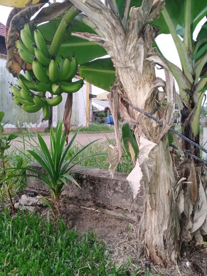 Short Benana Tree Stock Photos - Free & Royalty-Free Stock Photos from ...