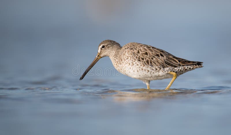 Short Bill Dowitcher on the Beach Stock Image - Image of national, edge ...