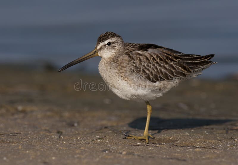 Short-billed Dowitcher stock photo. Image of birds, county - 13877510