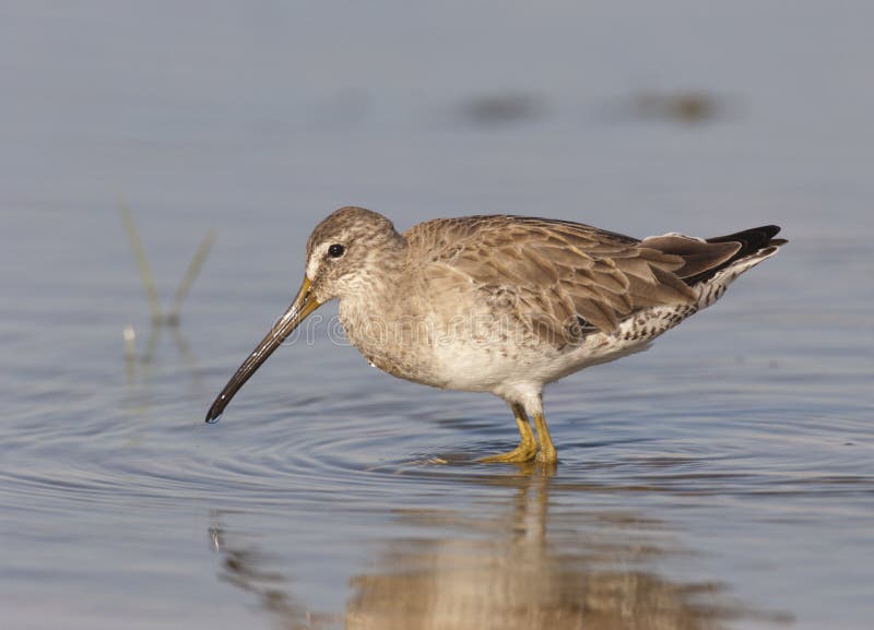 Short-billed Dowitcher stock image. Image of florida - 13877557