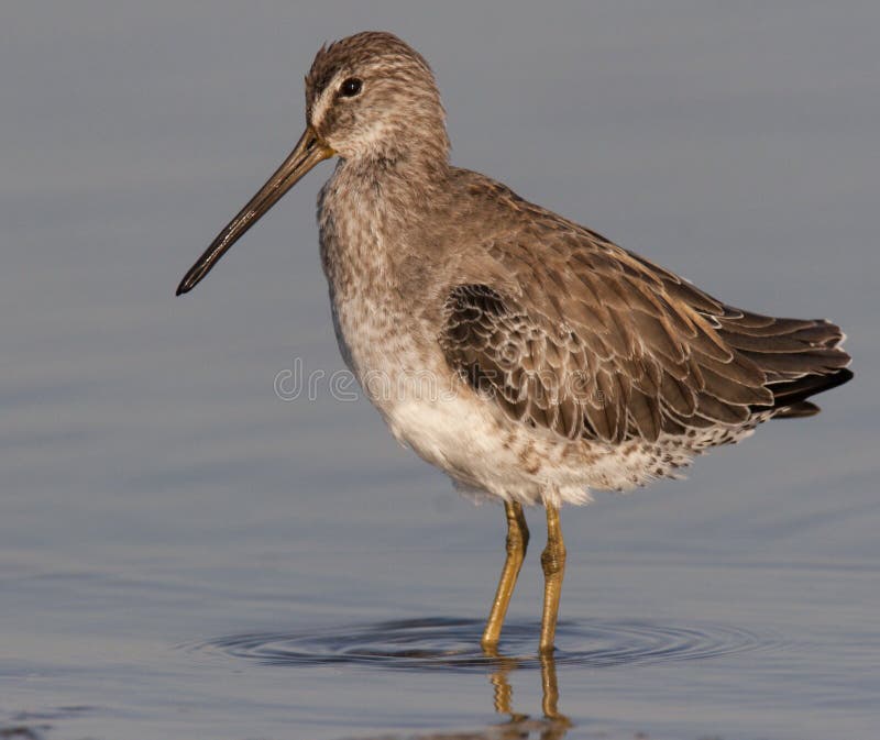 Short-billed Dowitcher stock image. Image of florida - 13877575