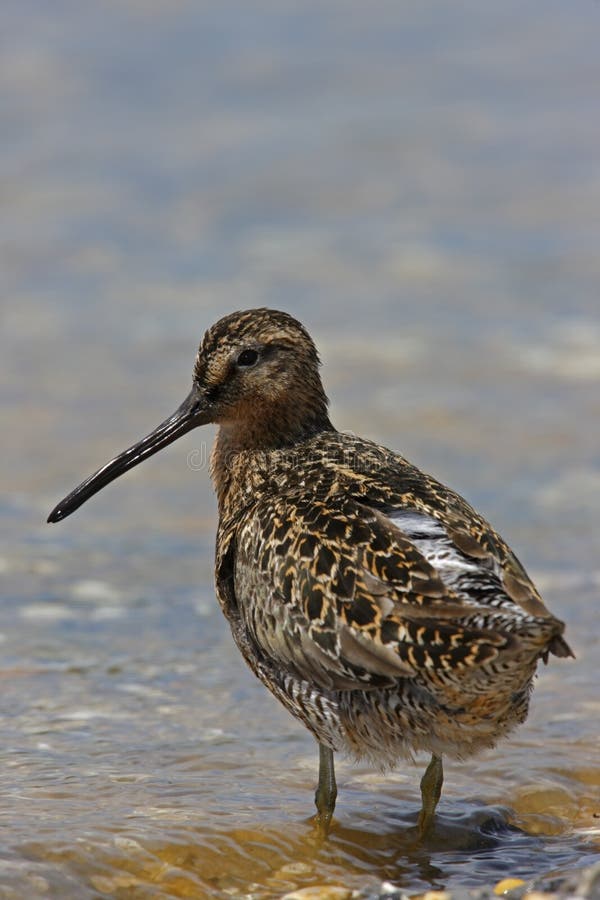 Short-billed Dowitcher stock photo. Image of natural, wings - 9147674