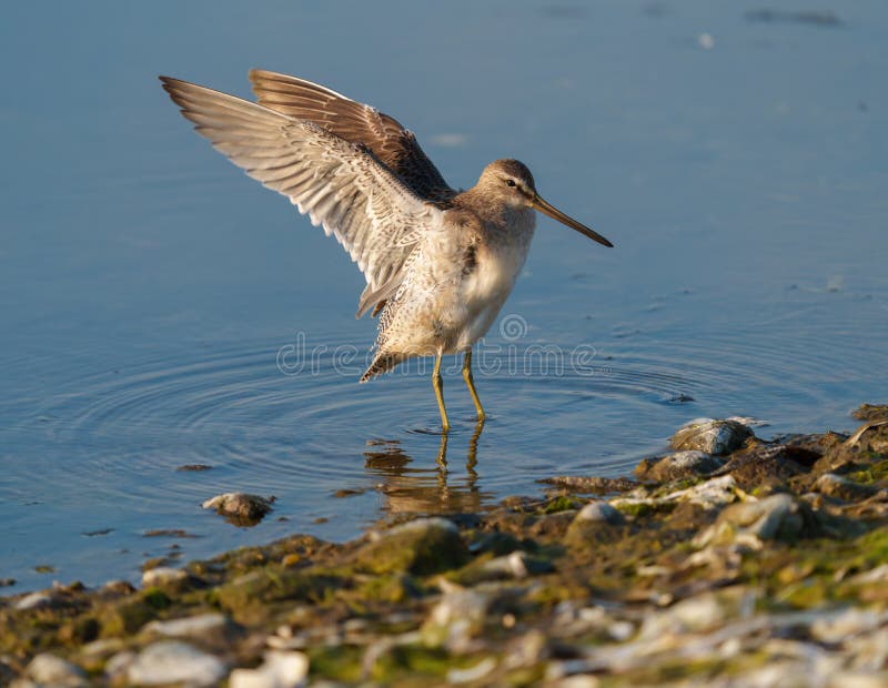 Short Billed Dowitcher Dancing at Seaside Beach Stock Image - Image of ...