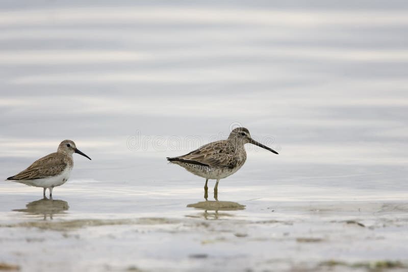 Short-billed Dowitcher and a Dunlin Stock Image - Image of bird ...