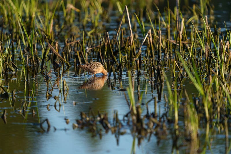 Short Billed Dowitcher Feeding at Marsh Swamp Stock Image - Image of ...