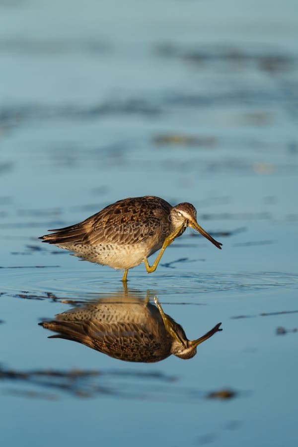 Short Billed Dowitcher Feeding at Seaside Beach Stock Image - Image of ...