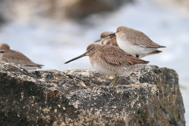 Short-billed Dowitcher stock photo. Image of florida - 41367682