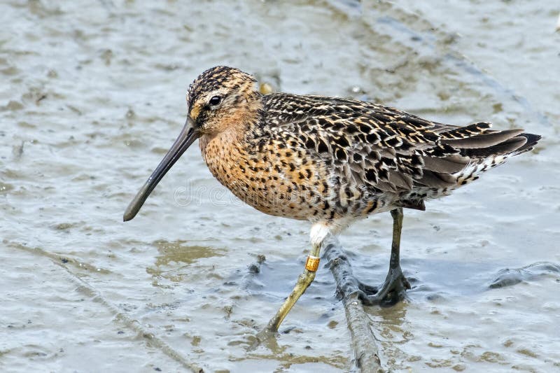 Short-billed Dowitcher Foraging at the Wetlands of Texas South Padre ...