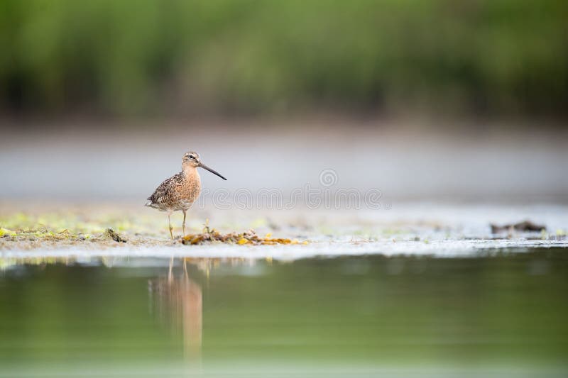 Short-billed Dowitcher Perched at the Shore of a Lake Stock Image ...