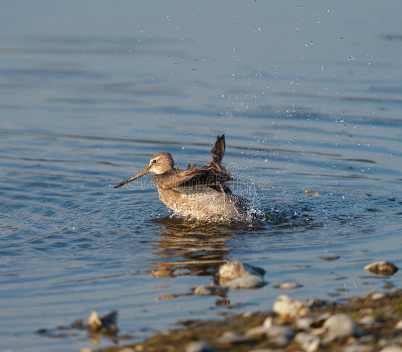 Short Billed Dowitcher Taking a Bath at Seaside Stock Photo - Image of ...