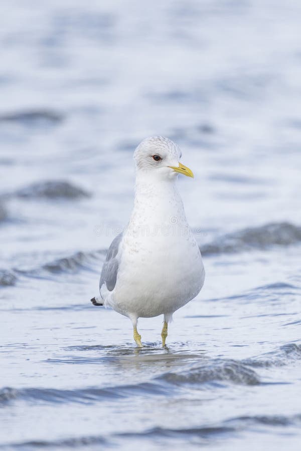 Short Billed Dowitcher Feeding at Seaside Beach Stock Photo - Image of ...