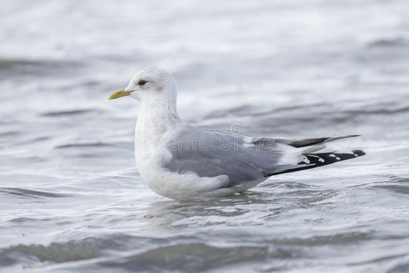 Short billed Gull stock image. Image of seagull, bird - 318909145