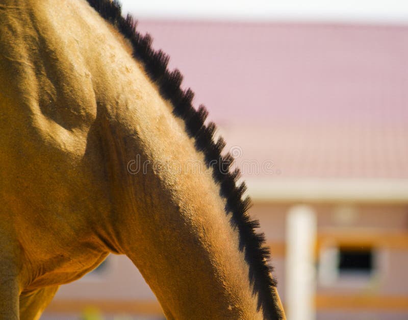 Short Black Mane on the Neck of a Brown Horse Stock Photo - Image of ...