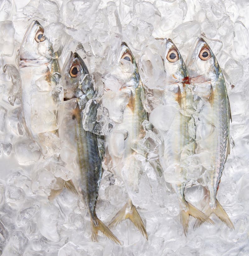 Short Bodied Mackerel on Ice V Stock Photo - Image of aquatic, healthy ...