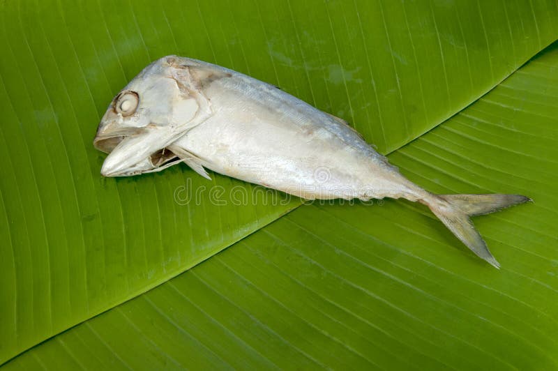 Short-bodied mackerel stock photo. Image of freshwater - 56590660