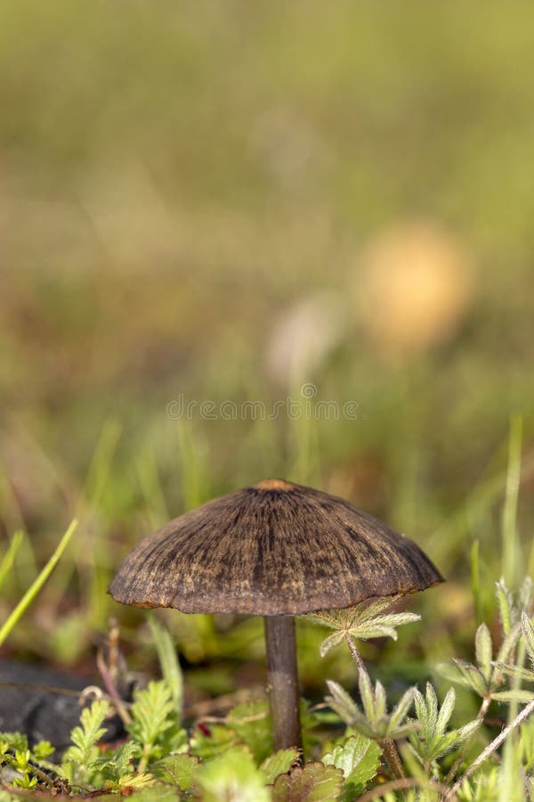 Short Brown Striated Mushroom Growing among Green Vegetation Stock ...