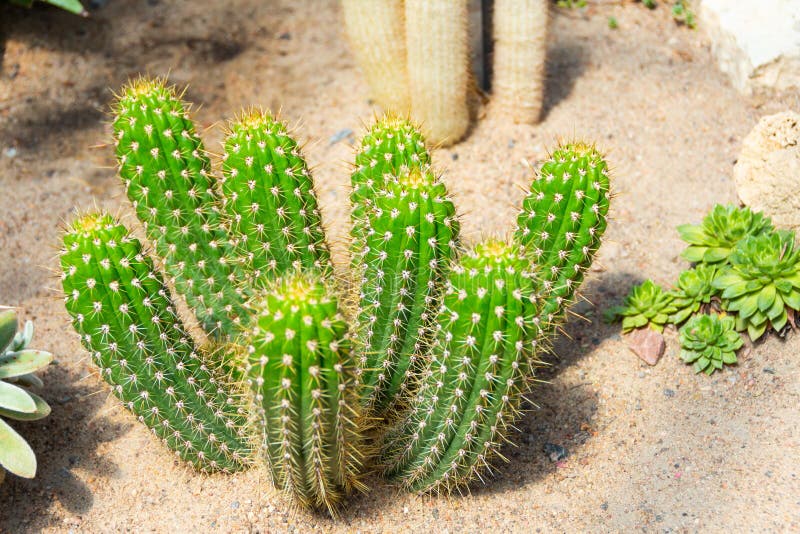 A Short Cactus Grows in a Group on the Sand Under the Bright Sun Stock ...