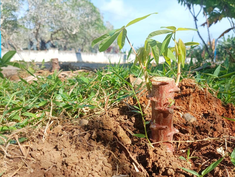 Short Cassava Tree Trunks are Planted in the Ground Stock Photo - Image ...