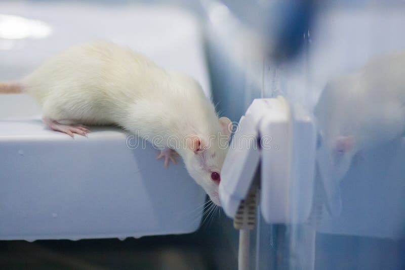 Short Circuit Electrical Concept. the Mouse is White and the Stock ...