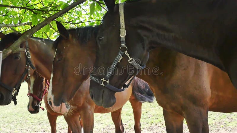 Saddle Horses Pasturing on a Pasture Stock Video - Video of mare ...