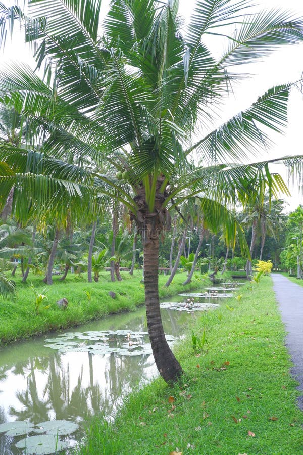 A Short Coconut Tree that Has Already Produced a Coconut. Stock Photo ...