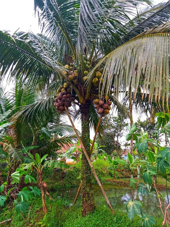 Short Coconut Tree with Many Coconuts Growing Stock Photo - Image of ...