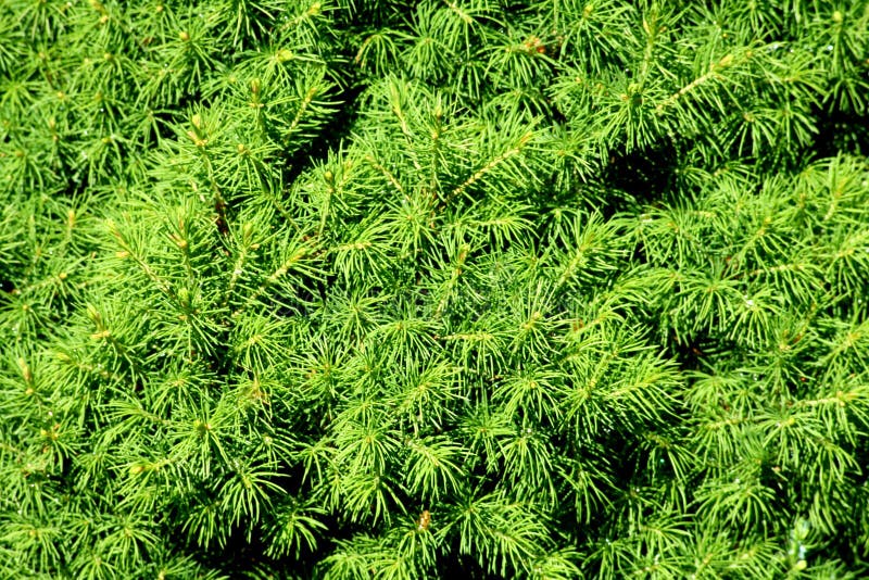 Short conifers pattern stock photo. Image of garden - 119118932