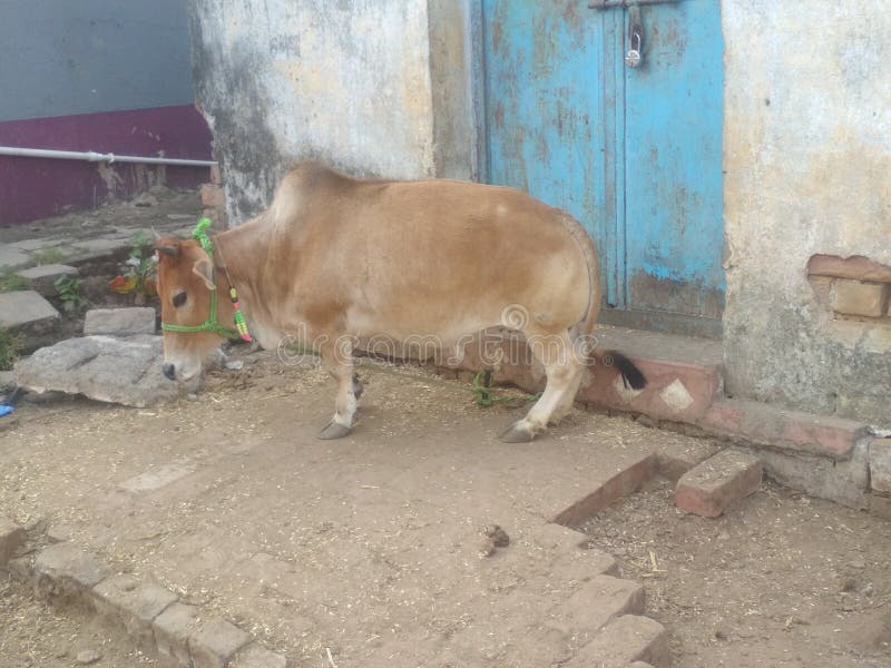 Short Cow editorial photography. Image of india, short - 146116917