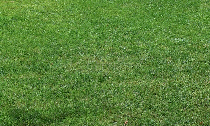 Short cut grass background stock photo. Image of lush - 11758822