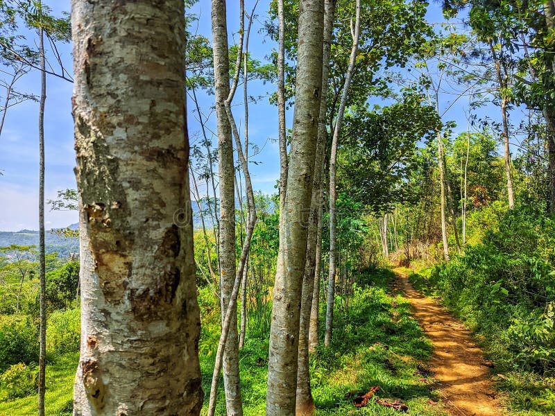 Short Description:a Winding Trail Leads through a Sun-dappled Forest ...