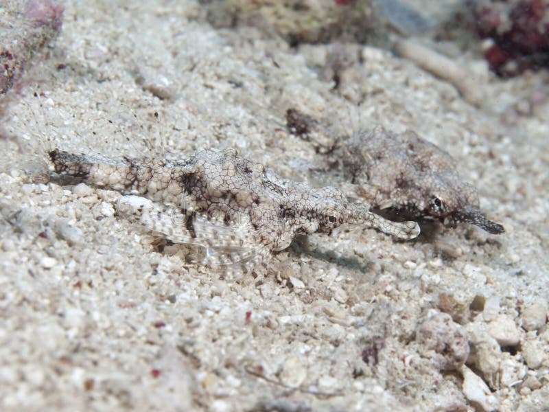 Short dragonfish stock photo. Image of fish, nature, world - 36377324