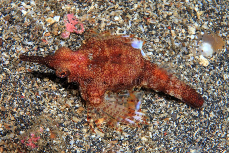 Short dragonfish stock photo. Image of life, reef, celebes - 34813786