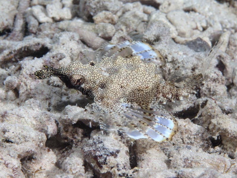 Short dragonfish stock photo. Image of dragonfish, nature - 41311660