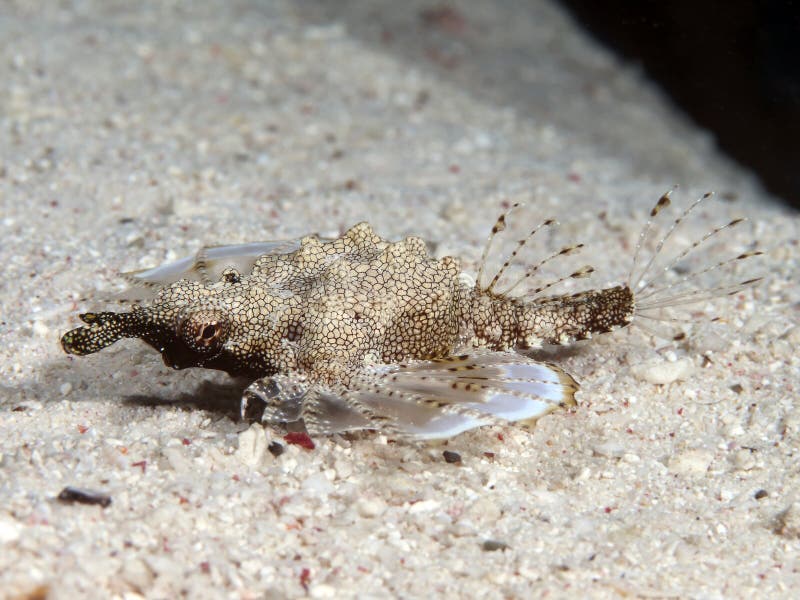 Short dragonfish stock photo. Image of coral, undersea - 41311672