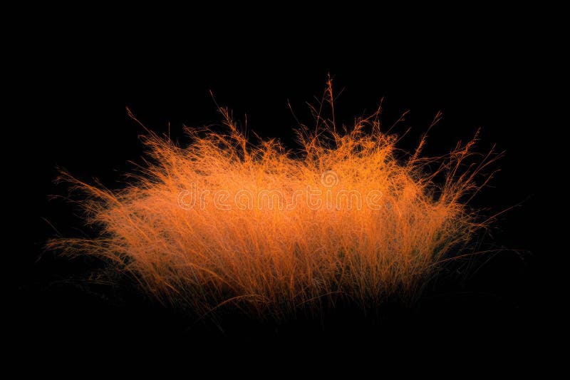Short Dry Grass Texture with Yellowed Tips Against a Black Background ...