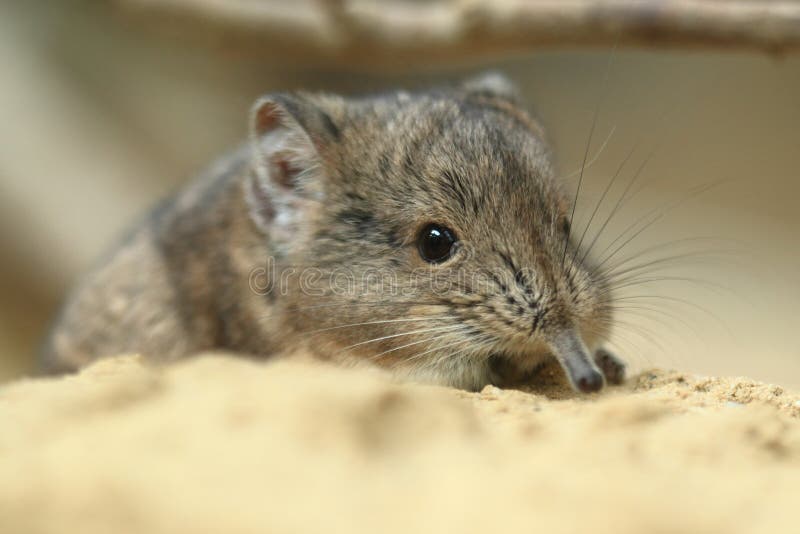 Short-eared Elefant Spitzmaus Stockfoto - Bild von nave, ohrig: 25550576