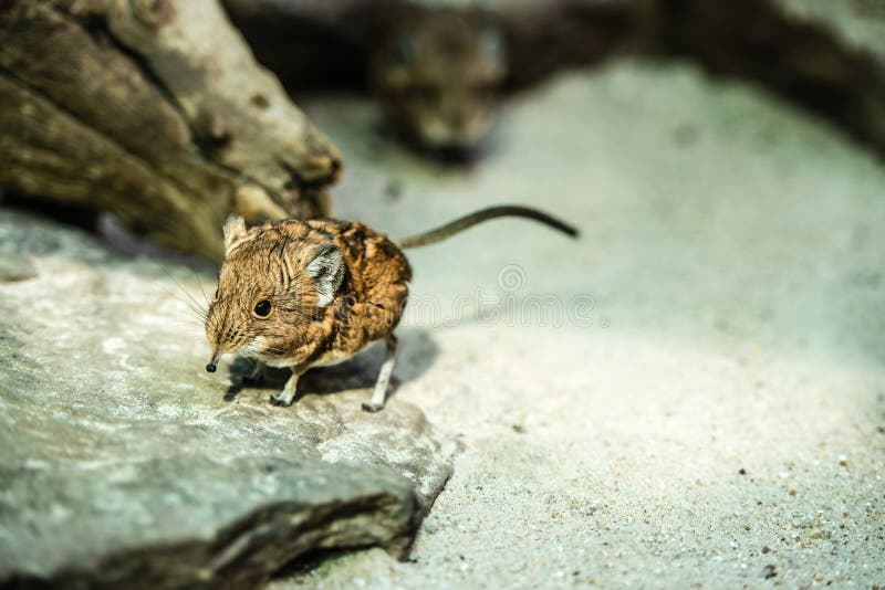 103 Short Tail Mouse Stock Photos - Free & Royalty-Free Stock Photos ...