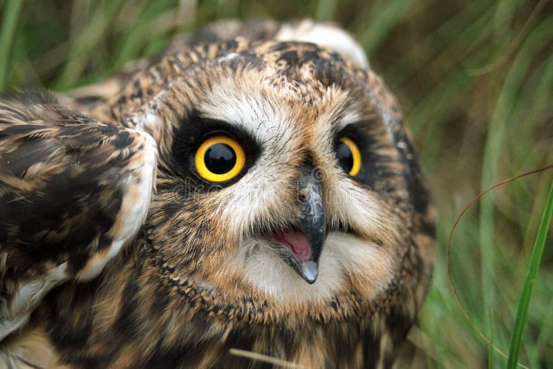 Crying owl stock photo. Image of eagle, crooked, punch - 17988494