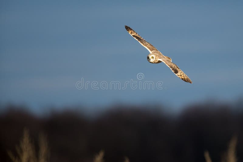 Short-eared Owl (Asio Flammeus) Flying High in the Sky Stock Image ...