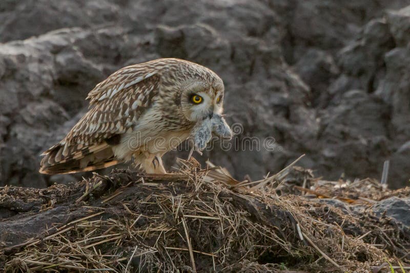 Short eared owl stock image. Image of lens, eating, vogel - 66422227