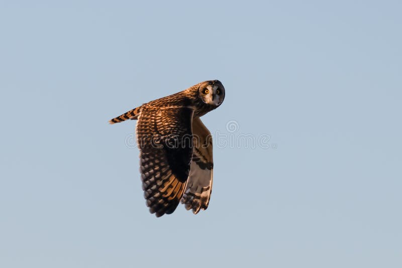 Short Eared Owl in Flight with Wings Lowered Stock Image - Image of ...