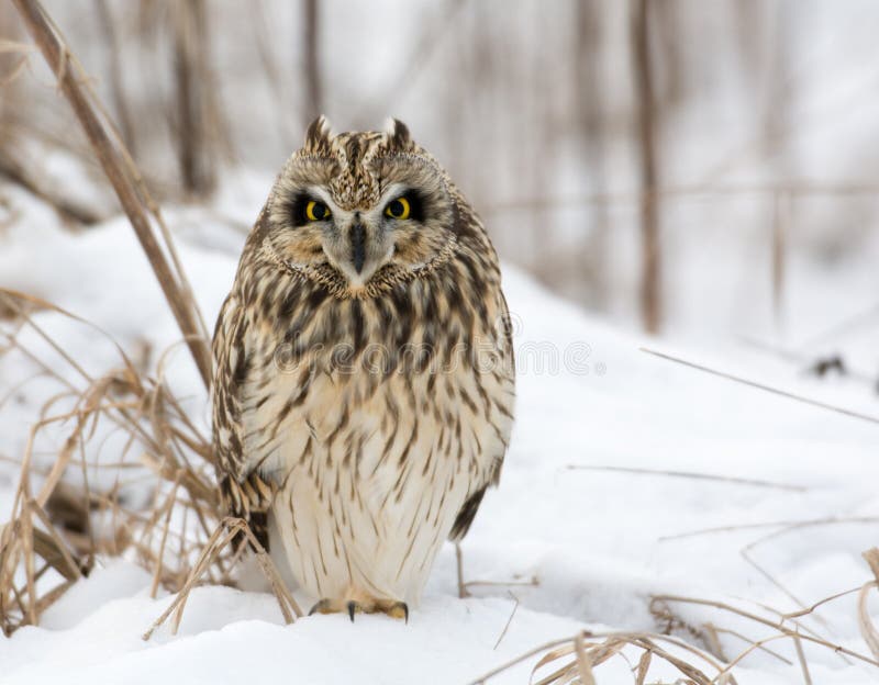 Short Eared Owl stock photo. Image of ornithology, prey - 36140522