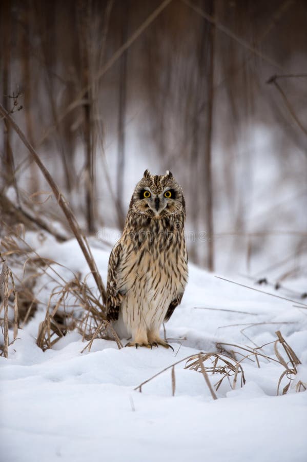 Short Eared Owl stock photo. Image of snow, wildlife - 36140534