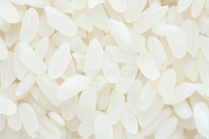 Short grain rice stock photo. Image of agriculture, macro - 9588008