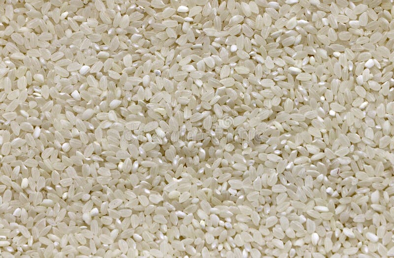 Short grain rice stock image. Image of white, clean - 215451029