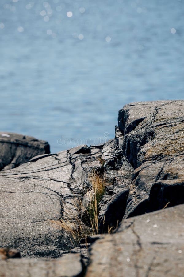 Short Grass Growing between Rock Formations on the Shore Overlooking ...